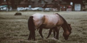 What Are Roan Horses? The Color They’re Born & More – Insider Horse ...