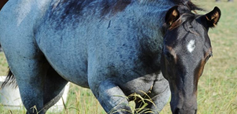 5 Facts On Blue Roan Horses – Insider Horse – Latest & Greatest Horse ...