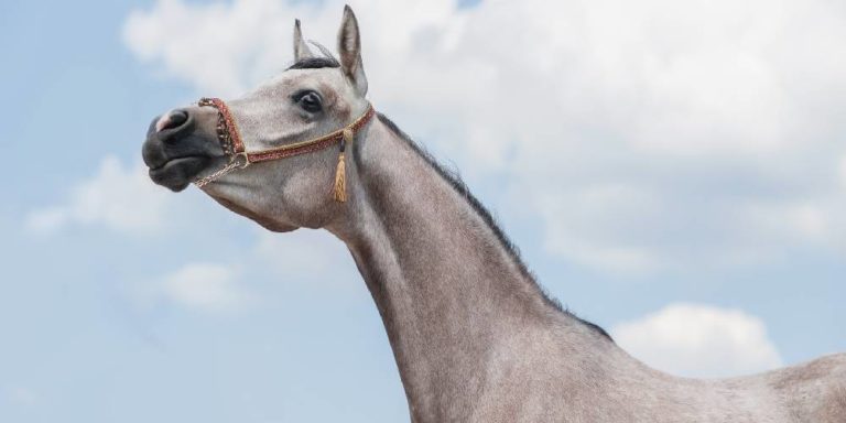 The Arabian Horse: Facts, History, and More… – Insider Horse – Latest ...