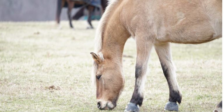What Are Roan Horses? The Color They’re Born & More – Insider Horse ...