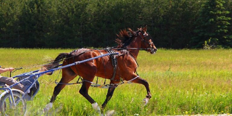 How Fast Can A Horse Run? Top Speeds, Fastest Breeds, and More ...