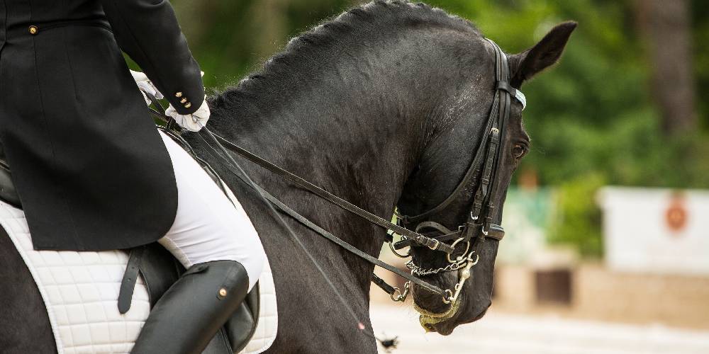 75 Names For Black Horses Insider Horse Latest Greatest Horse