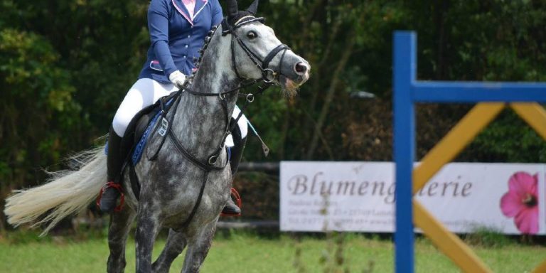Dapple Gray Horses: All About the Color – Insider Horse – Latest ...