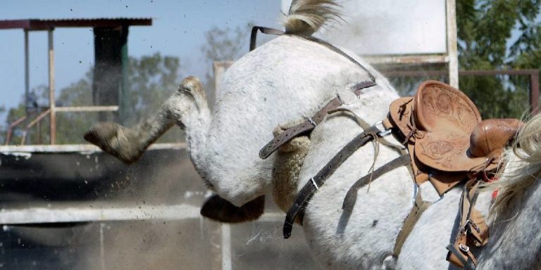 Why Do Horses Buck? Reasons Explained – Insider Horse – Latest ...