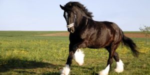 The Leg & Facial Markings Of Horses: A Detailed Guide – Insider Horse ...