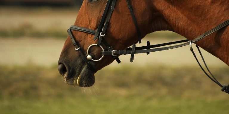 What Is The Metal Thing Inside The Horse’s Mouth? Facts on Bits ...