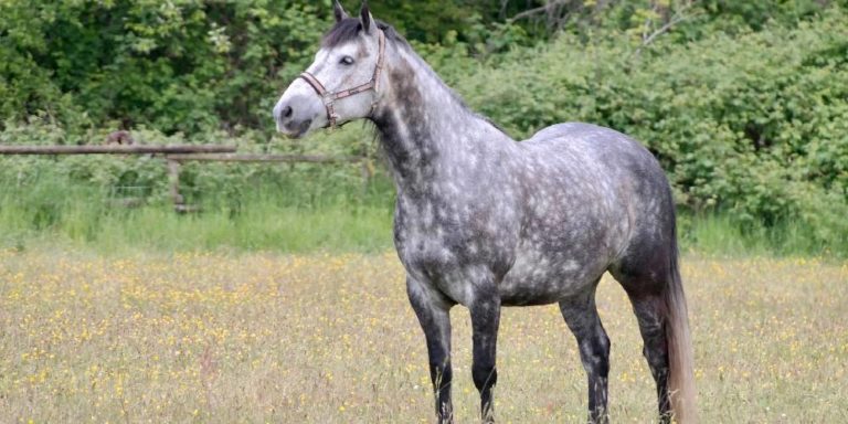 Dapple Gray Horses: All About the Color – Insider Horse – Latest ...