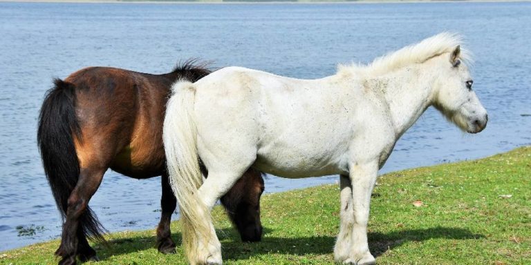 All You Need To Know About Shetland Ponies – Insider Horse – Latest ...