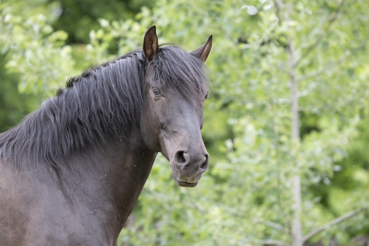 What Is The Andalusian Breed? Facts, History, & More – Insider Horse ...