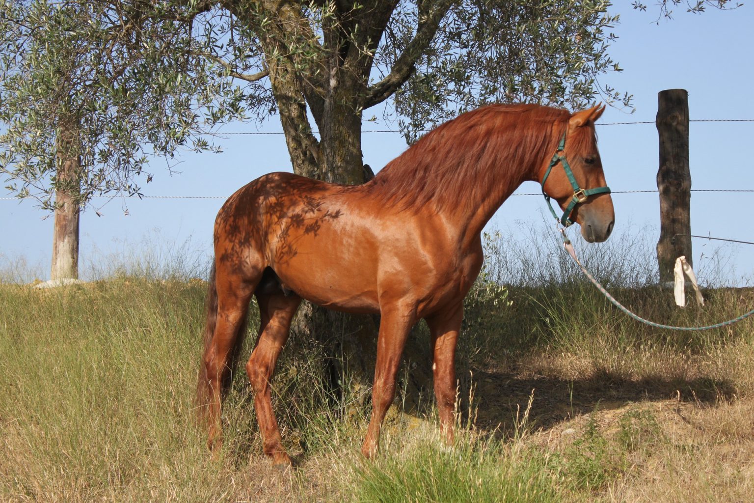 What Is The Andalusian Breed? Facts, History, & More – Insider Horse ...