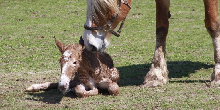 Breeding Your Mare: The Full Guide – Insider Horse – Latest & Greatest ...