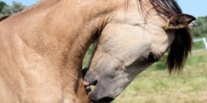 What Is A Dun Horse? Traits, Color, & Facts – Insider Horse – Latest ...