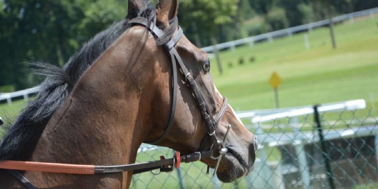 What Is A Bridle? Types Of Bridles & What They’re Used For – Insider ...