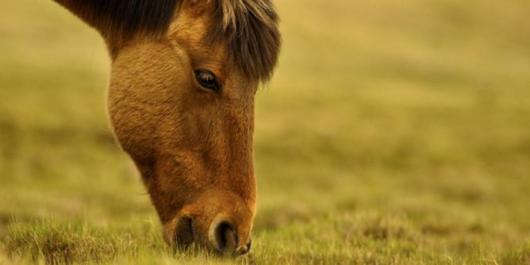 The Barb Horse: Facts, Traits, & History – Insider Horse – Latest ...