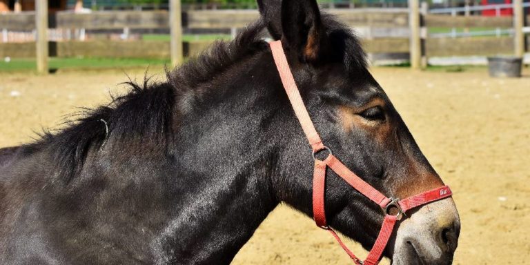 What Is A Mule & How Are They Different From Hinnies? – Insider Horse ...