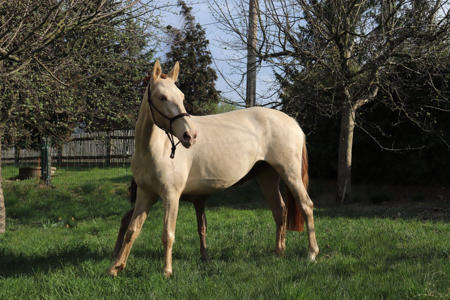 What Is The Andalusian Breed? Facts, History, & More – Insider Horse ...
