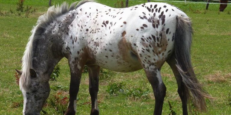 The Different Coat Patterns Found In Horses & How To Identify Them ...