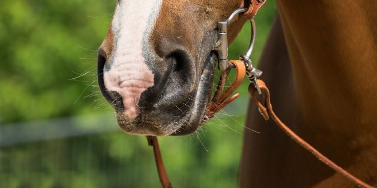 What Are Reins? Types Of Reins & What They’re Used For – Insider Horse ...