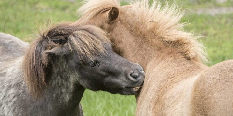 How To Tell A Horse’s Mood By The Movement Of Their Ears – Insider ...