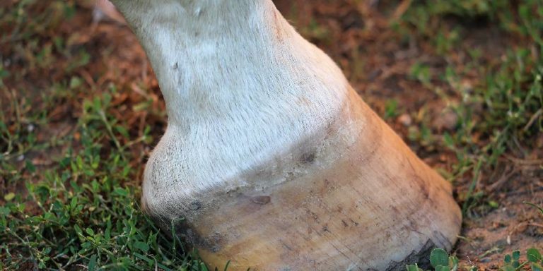The Leg & Facial Markings Of Horses: A Detailed Guide – Insider Horse ...