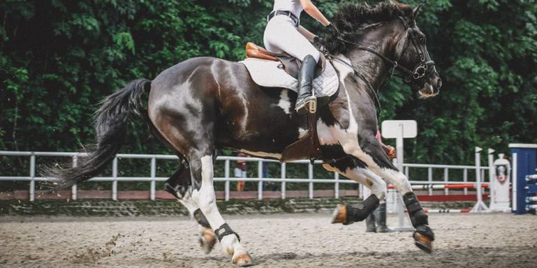 The Different Coat Patterns Found In Horses & How To Identify Them ...