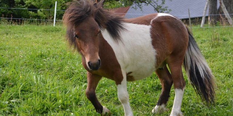 All You Need To Know About Shetland Ponies – Insider Horse – Latest ...