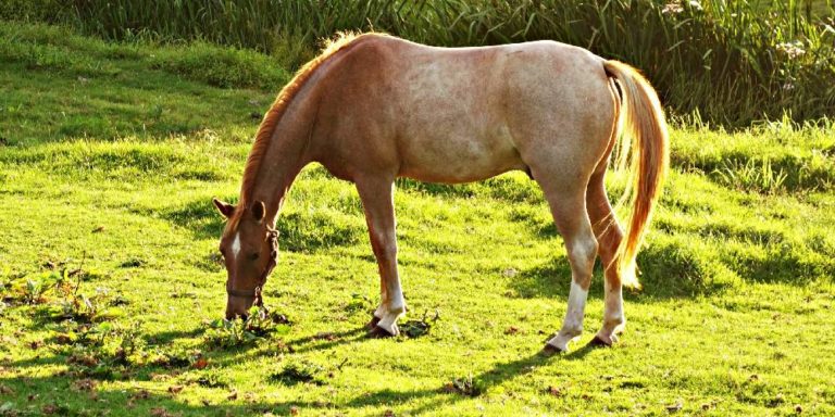 The Different Coat Patterns Found In Horses & How To Identify Them ...