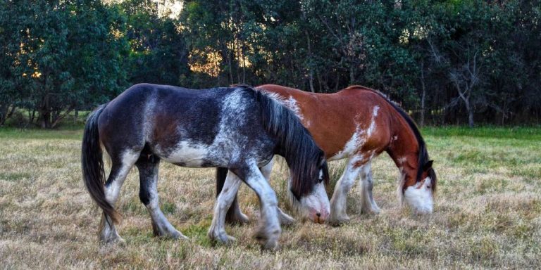 The Different Coat Patterns Found In Horses & How To Identify Them ...