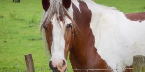 The Different Coat Patterns Found In Horses & How To Identify Them ...