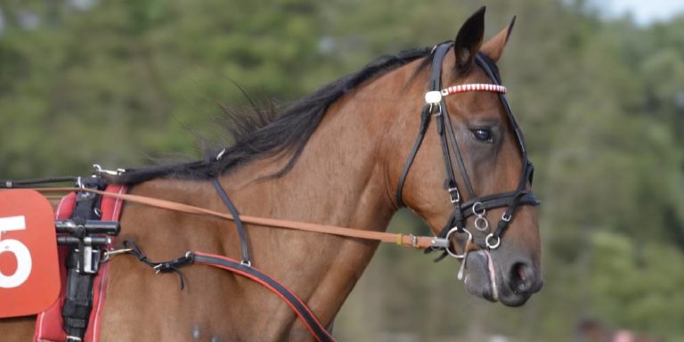 What Are Reins? Types Of Reins & What They’re Used For – Insider Horse ...