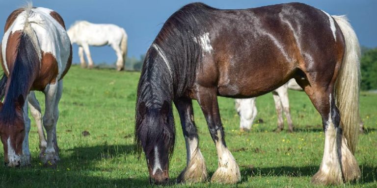 The Different Coat Patterns Found In Horses & How To Identify Them ...