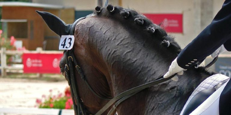 What Is Dressage? All About The Sport – Insider Horse – Latest ...