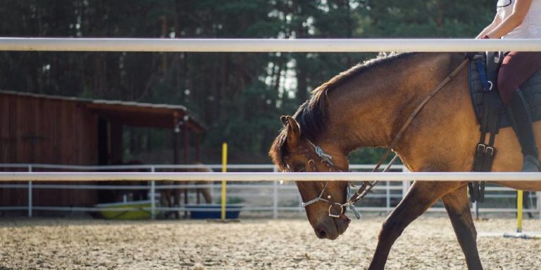 All About Bays: How To Identify The Bay Horse & More – Insider Horse ...