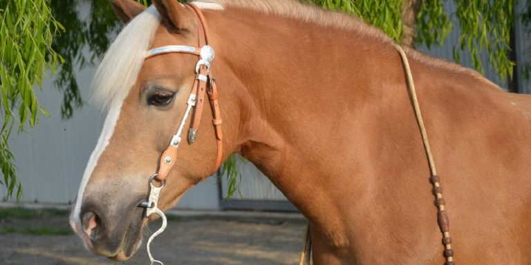 What Is A Bridle? Types Of Bridles & What They’re Used For – Insider ...