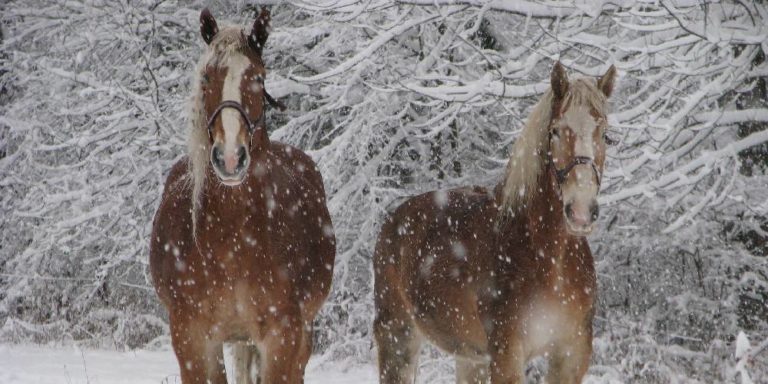 Belgian Horses: All You Need To Know On This Enormous Breed – Insider ...