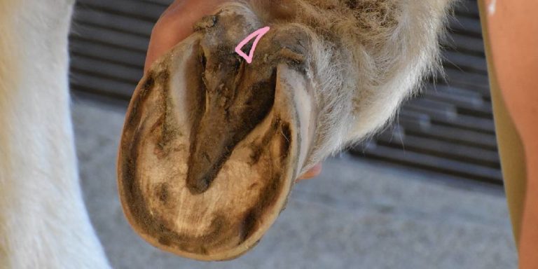 What Are All The Different Parts Of The Horse’s Hoof? A Detailed Guide ...