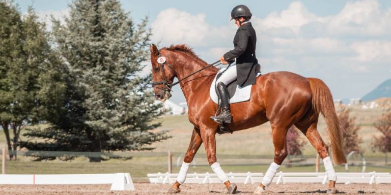 What Is The Selle Francais Breed? A Detailed Guide – Insider Horse ...