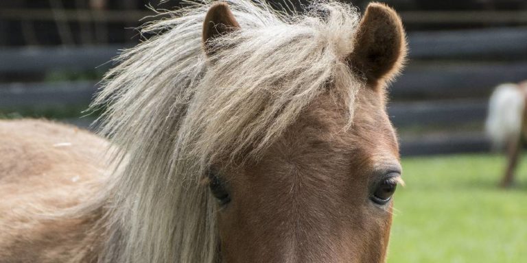 Falabellas: Facts & Information On One Of The World’s Smallest Ponies ...