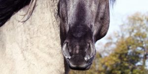 What Is Grullo? A Detailed Description Of This Unique Color – Insider ...