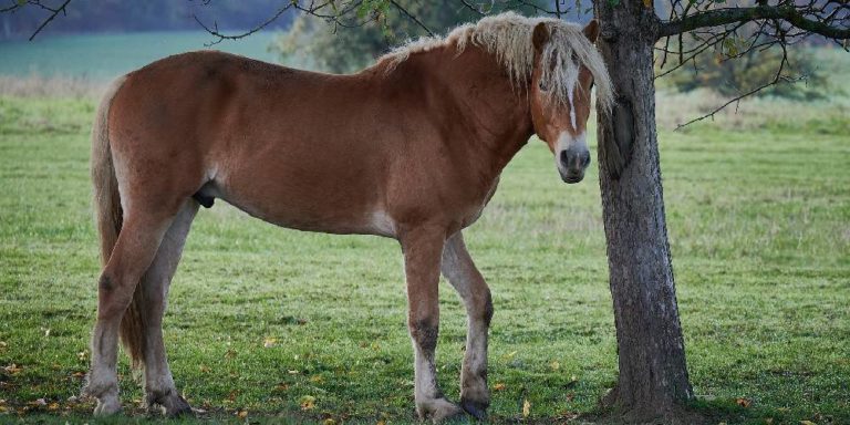 The Haflinger: All You Need To Know About This Adorable Breed – Insider ...
