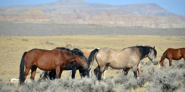 Mustangs: All About North America’s Wild Horses – Insider Horse ...