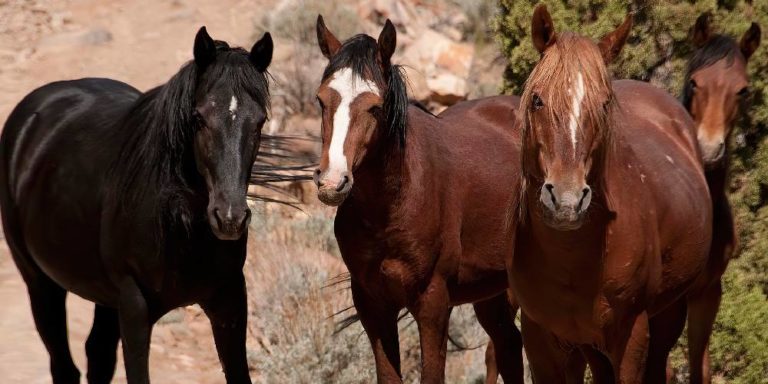 Mustangs: All About North America’s Wild Horses – Insider Horse ...