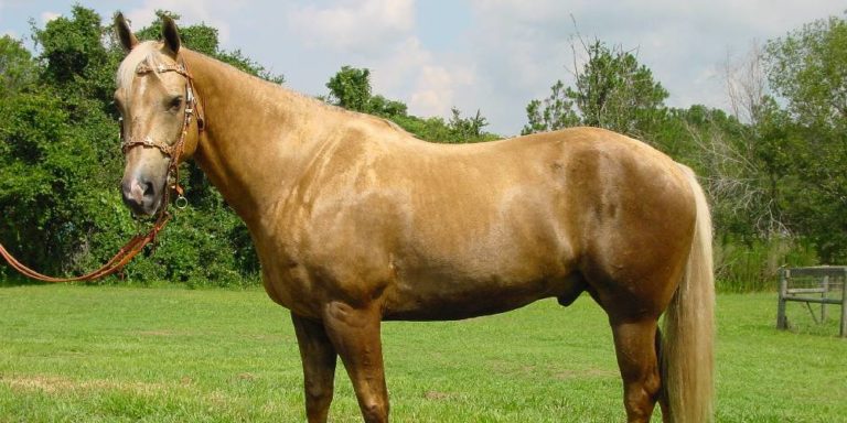 Palomino Horses: A Detailed Guide On This Unique Color – Insider Horse ...
