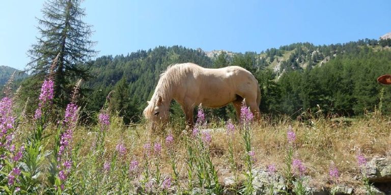 Palomino Horses: A Detailed Guide On This Unique Color – Insider Horse ...