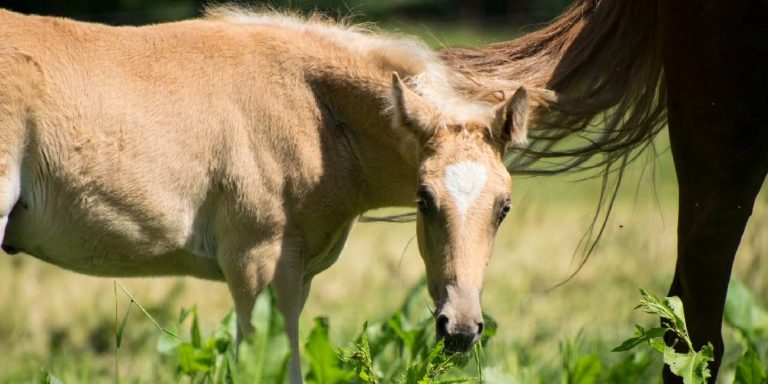 Palomino Horses: A Detailed Guide On This Unique Color – Insider Horse ...