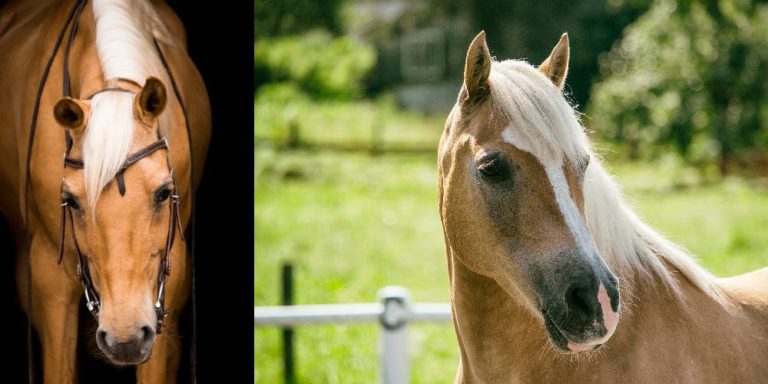 Palomino Horses: A Detailed Guide On This Unique Color – Insider Horse ...