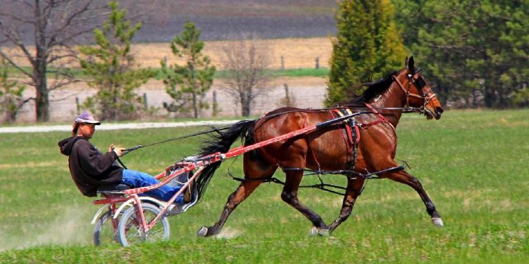 The Standardbred: All You Need To Know About This Unique Horse Breed ...