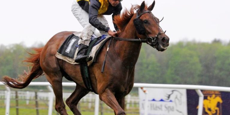 What Is An OTTB? All About Off-The-Track Racehorses – Insider Horse ...