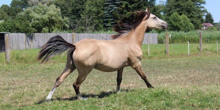 Buckskin Horses: All You Need To Know About This Gorgeous Color ...