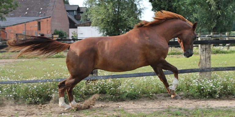 What Is An OTTB? All About Off-The-Track Racehorses – Insider Horse ...